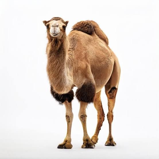 The Sahara Desert Virtual Tour Assessment 6th - 8th Grade Quiz ...