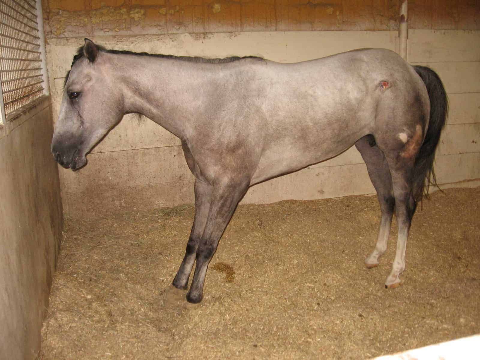 Horse Diseases - Skillathon 10th Grade Quiz | Wayground