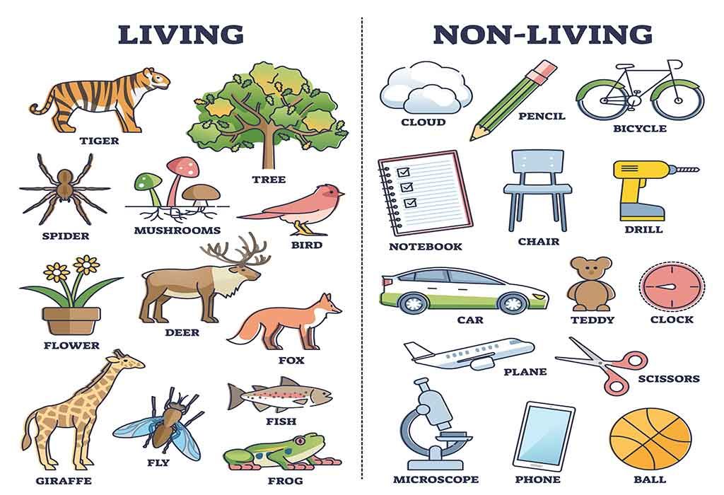 Living V.S. Nonliving Things Quiz