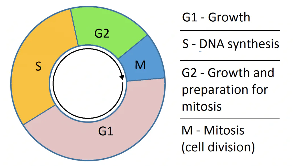 Cell Cycle & Mitosis 9th Grade Flashcard | Quizizz
