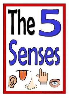 The five senses Quiz