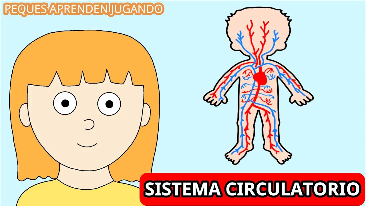 Sistema Circulatorio Quiz