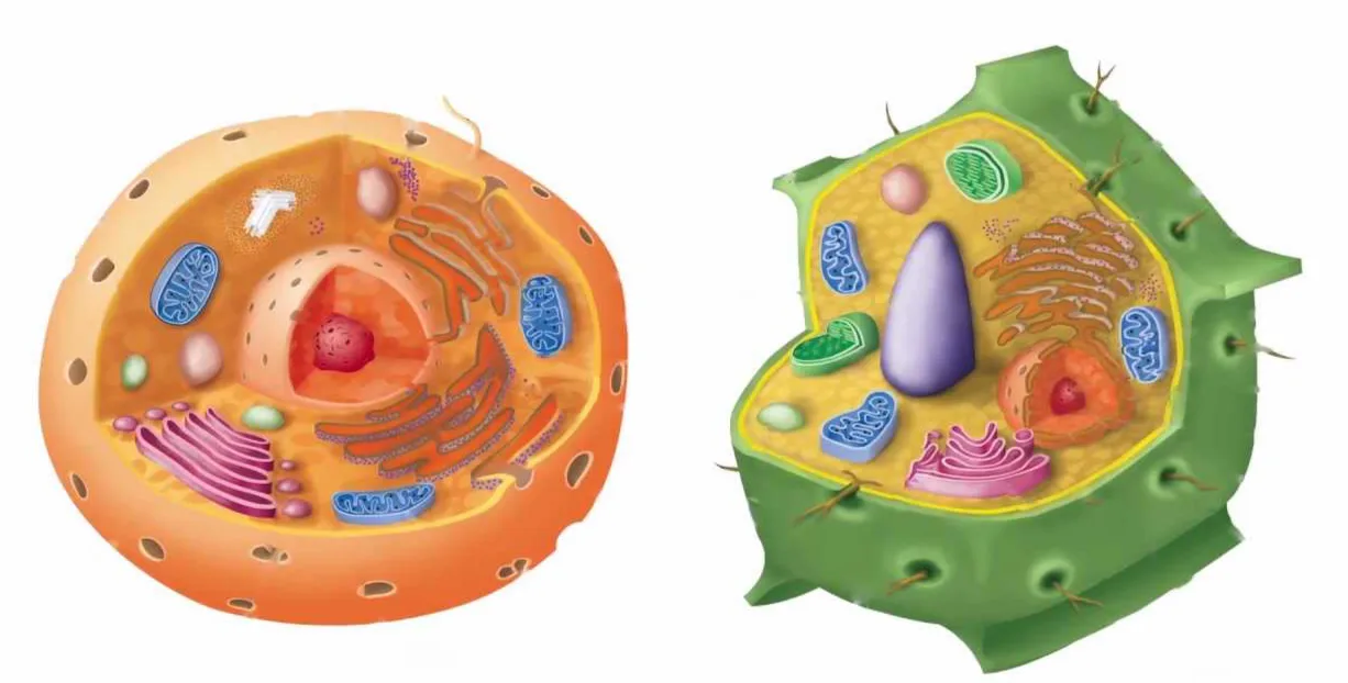 Cell Organelles and Cell Theory 6th Grade Quiz | Quizizz