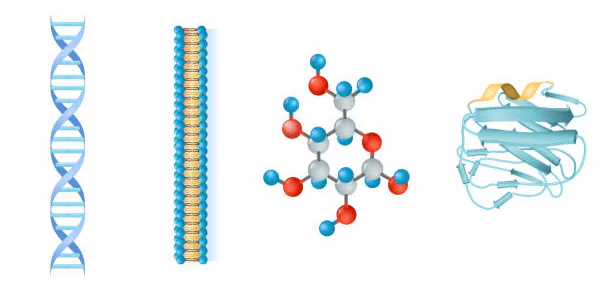 Introduction to Biological Macromolecules 11th Grade Quiz | Quizizz