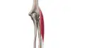 Extensor carpi radialis longus muscle University - Vocational training ...