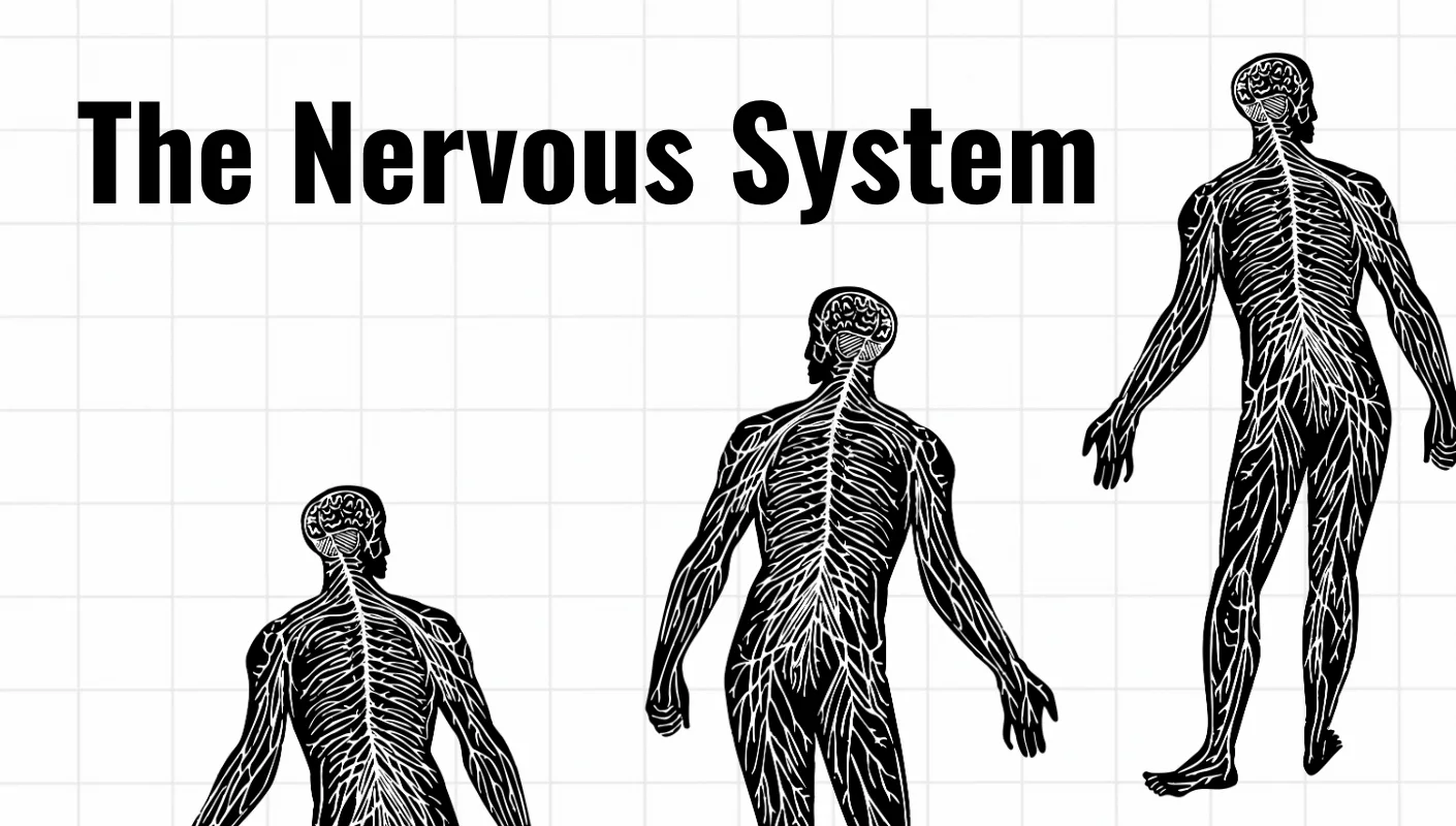 The Nervous System 7th Grade Quiz | Wayground (formerly Quizizz)