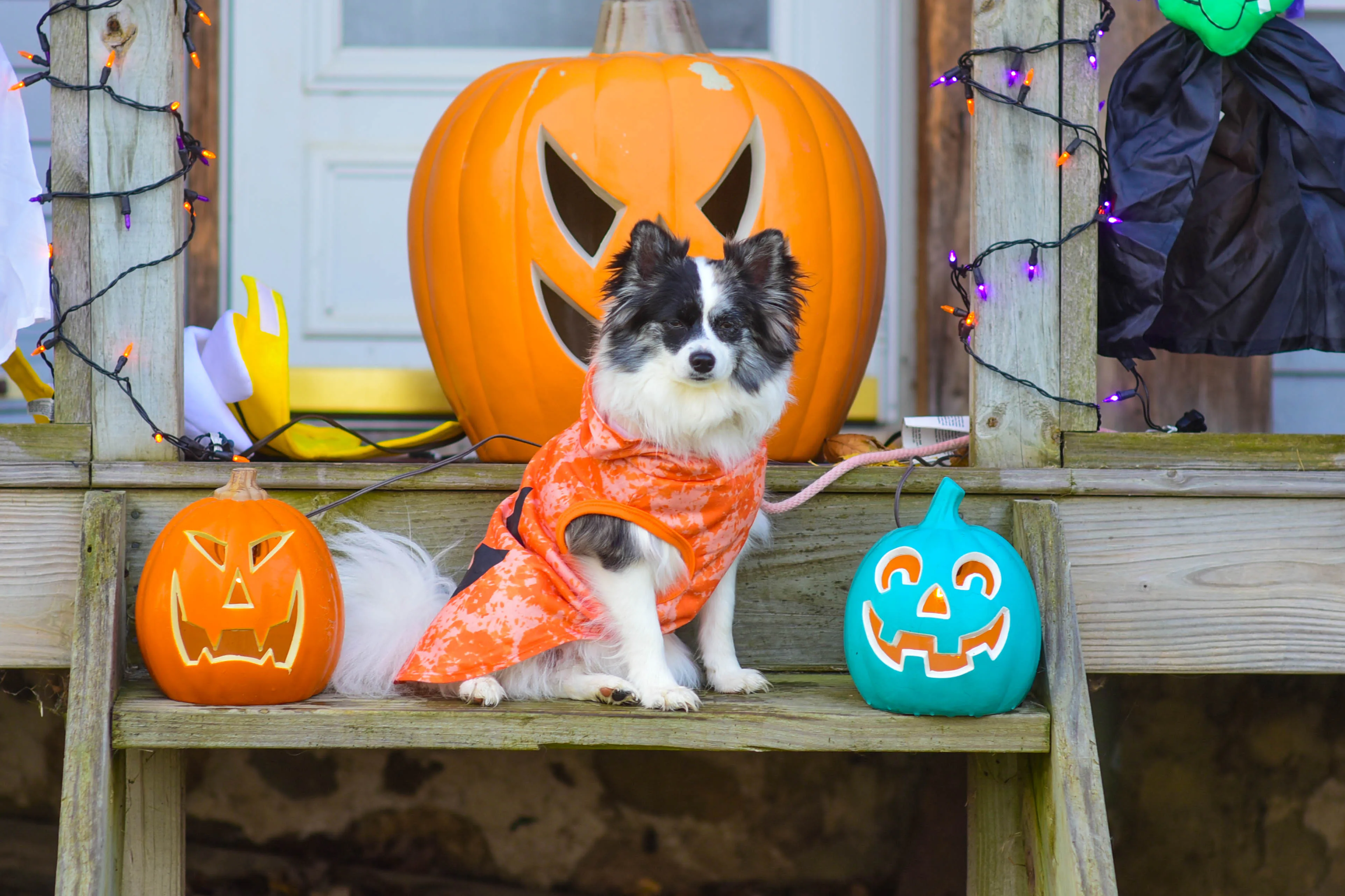 Animal Classification Quiz Quiz | Wayground