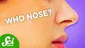 Why Do Our Noses Stick Out? 11th Grade - University Video | Wayground ...