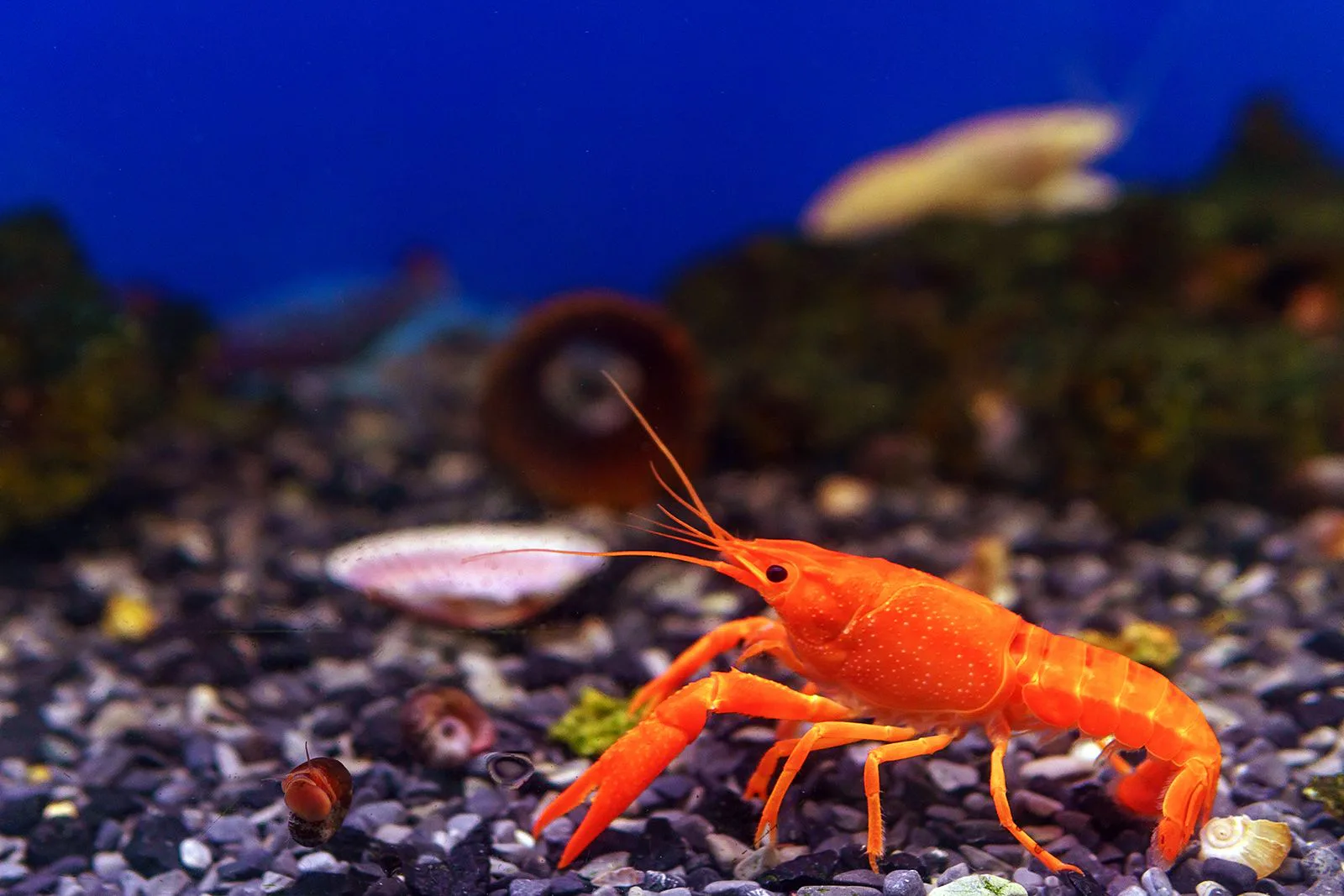 Structures of Life: The Crayfish Quiz