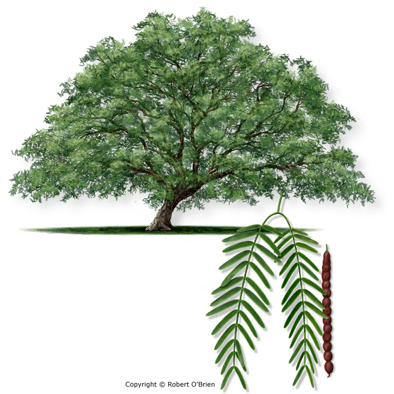 Under the Mesquite Vocab 7th Grade Quiz | Quizizz