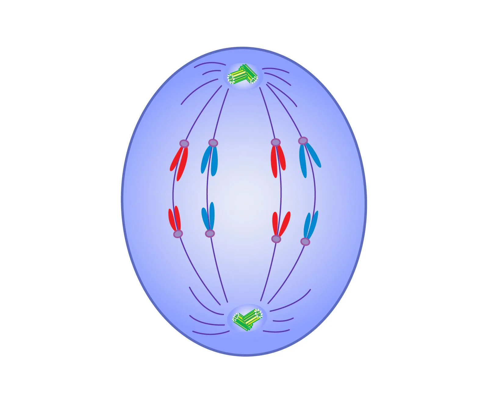 Mitosis Exit Ticket Quiz