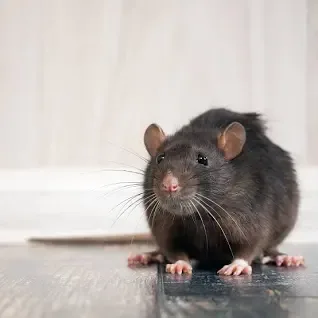 Rats 5th Grade Flashcard | Wayground