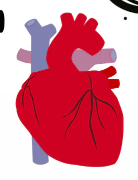 Respiratory, Circulatory, & Digestive Systems Quiz Quiz