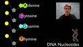 Nucleic Acids Interactive Video