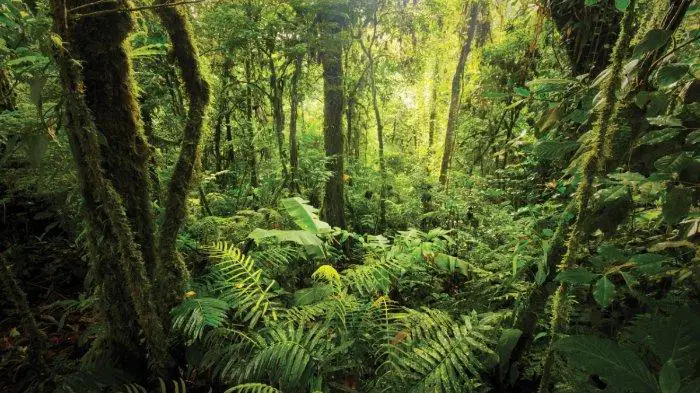 SDA Hutan Kuis