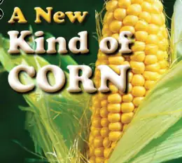 A New Kind of Corn 4th Grade Flashcard | Wayground