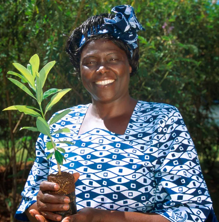 Test Review: Mama Miti: and the Trees of Kenyaof Kenya 3rd Grade ...