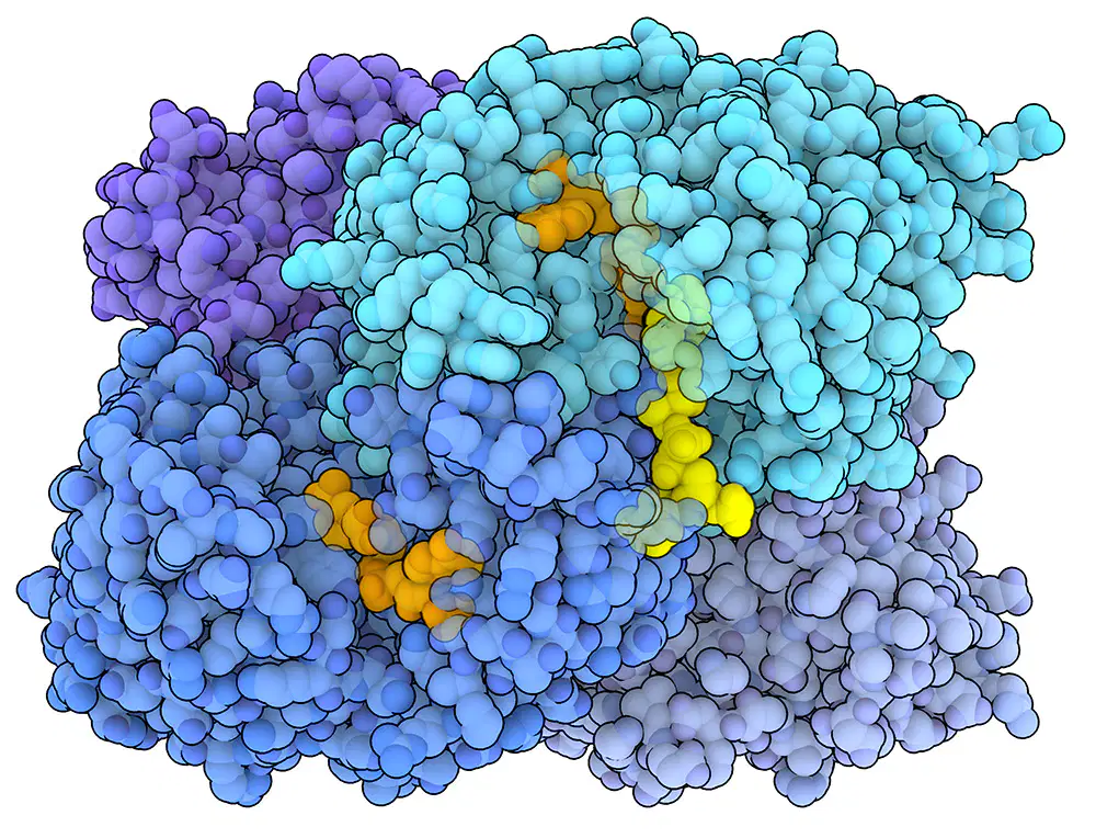 Fun with Enzymes Kuis