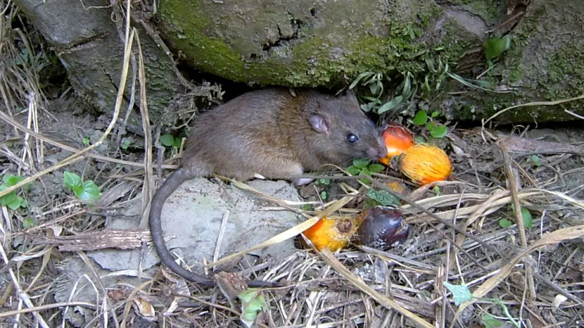 Vertebrate Pests in Agriculture University Quiz | Quizizz