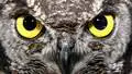 The World of Owls 1st - 6th Grade Video | Wayground (formerly Quizizz)