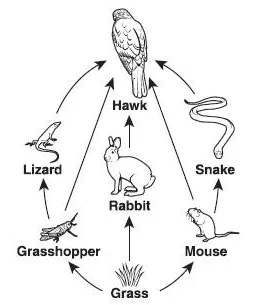 Ecosystem 5th Grade Quiz | Quizizz