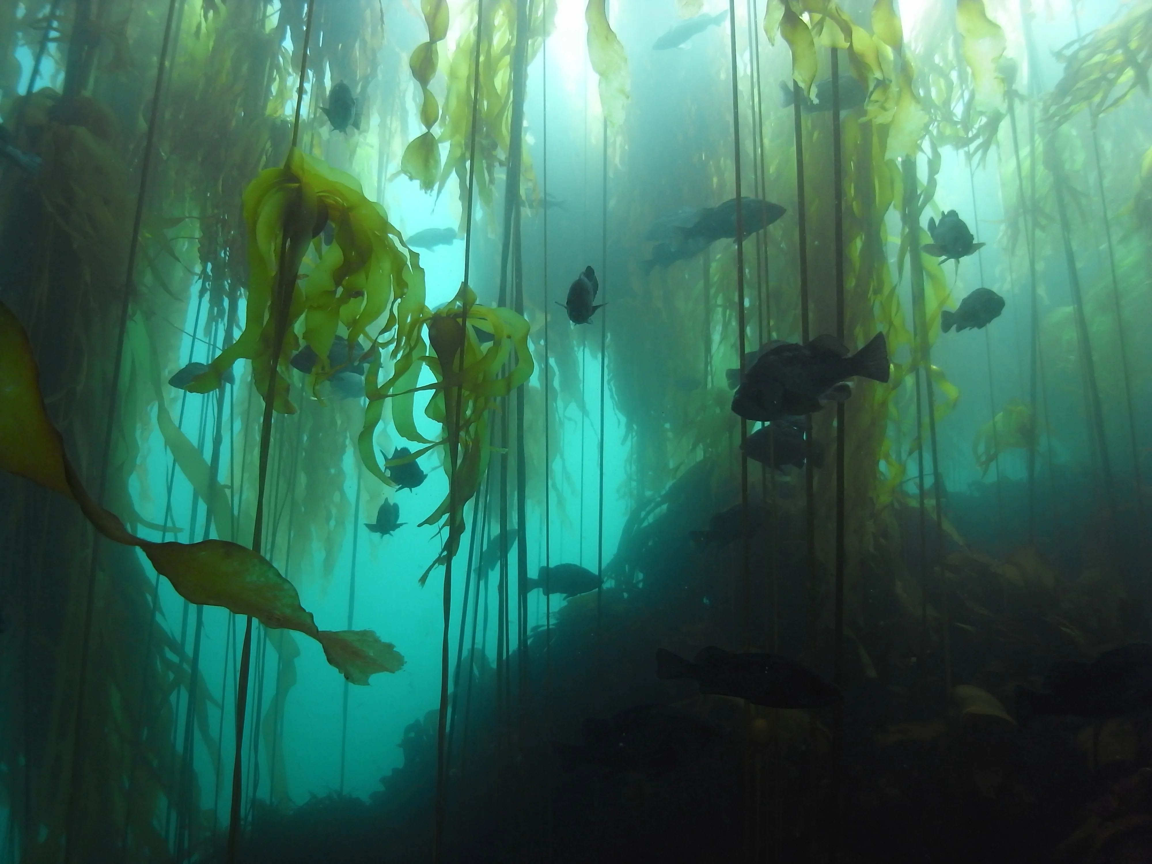 Kelp Forest 2 ALT 7th Grade Flashcard | Wayground