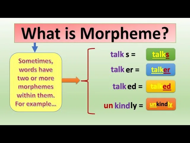 Morphology Year End Quiz Quiz