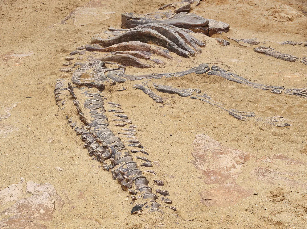 The Limits of Natural Selection AMPLIFY 8th Grade Quiz | Wayground ...