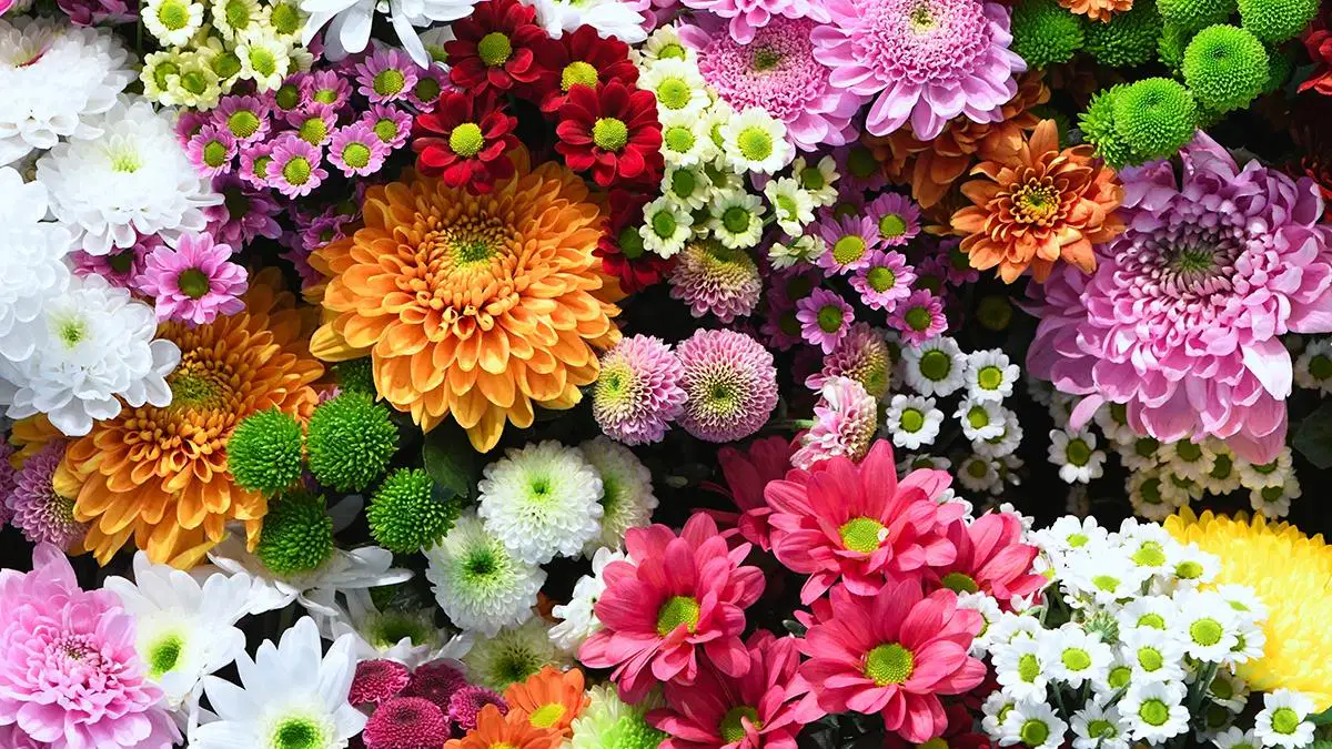 Name the Flower Professional Development Quiz | Wayground
