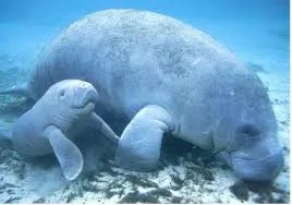 3rd grade Manatee Quiz