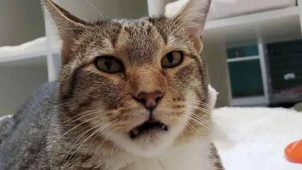 test about cats 1st - 5th Grade Quiz | Quizizz