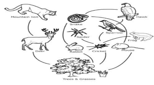 Food Chains/Webs Review 7th Grade Quiz | Quizizz
