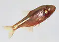 Splash Tetras 6th - 12th Grade Video | Quizizz