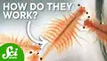How Do Brine Shrimp Survive In Packaging For Years? 11th Grade ...