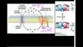 Lactose Transporter How Does it Work Interactive Video