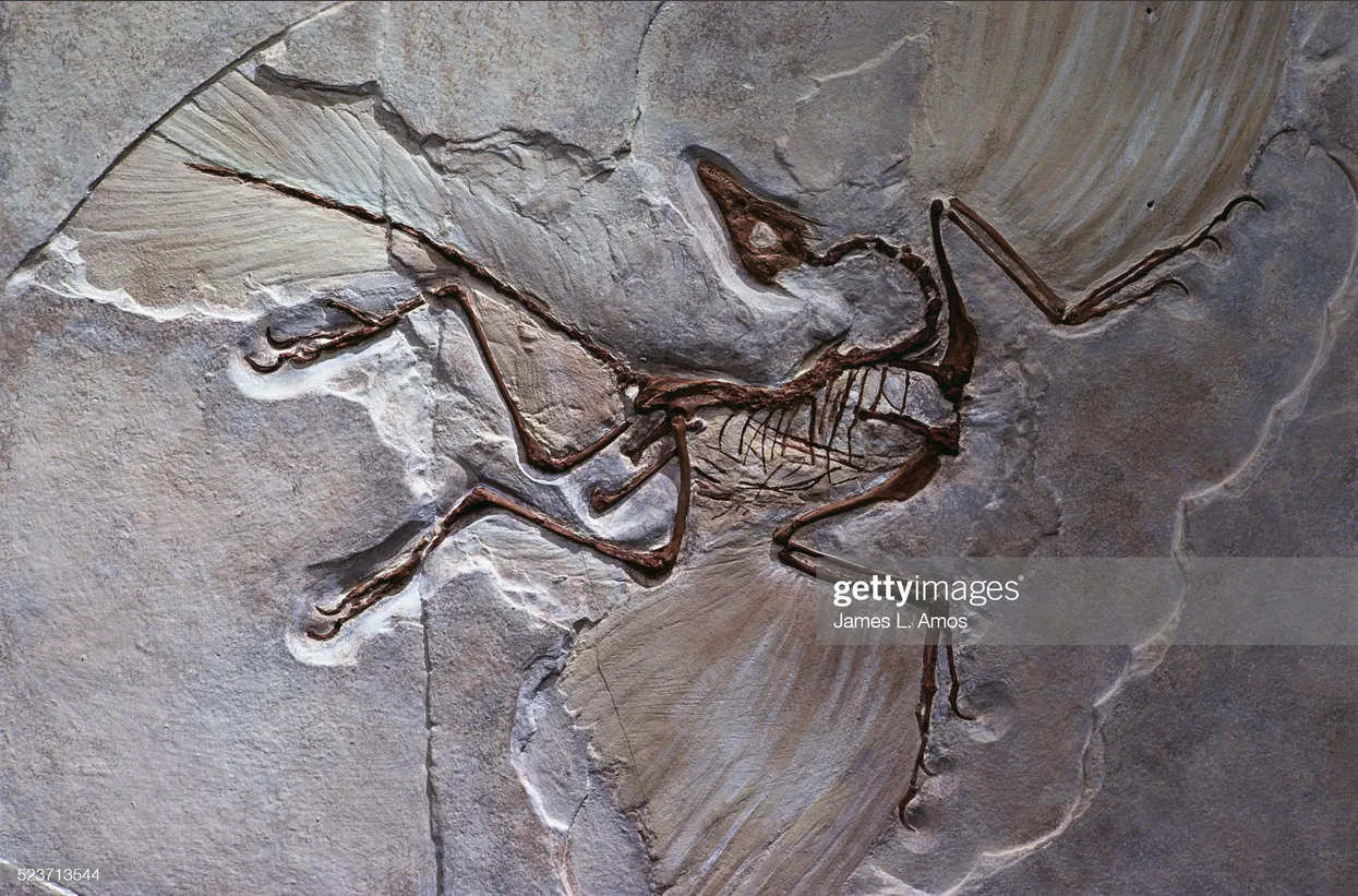 COMPARATIVE ANATOMY 10th Grade Quiz | Quizizz