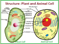 Plant and Animal Cells Quiz