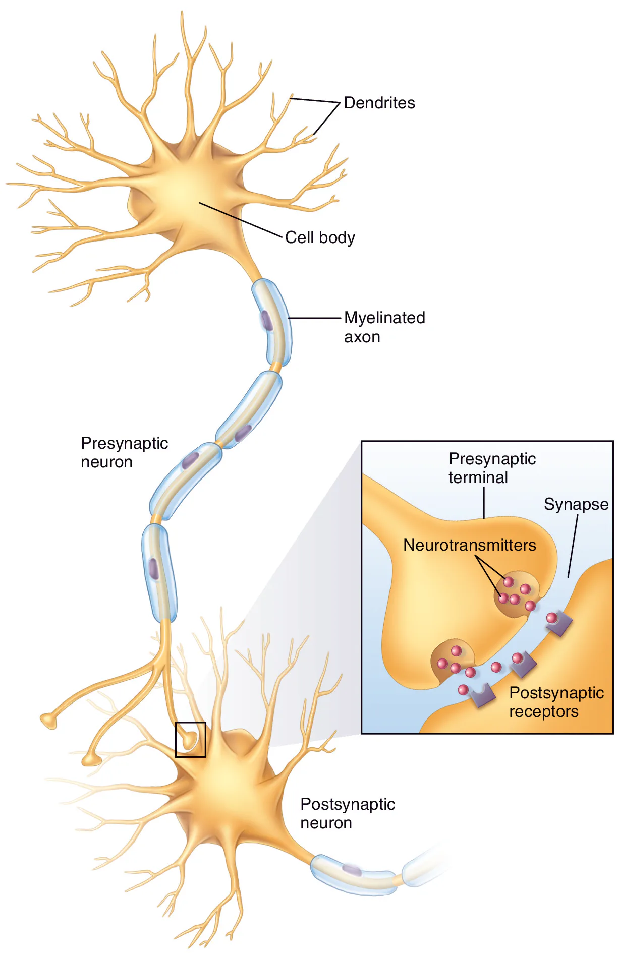 Neuroplasticity Quiz