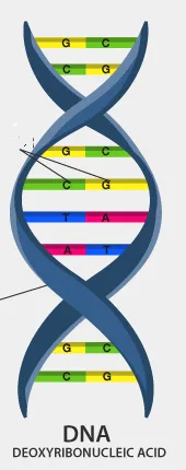 Protein Synthesis Review 9th Grade Flashcard | Quizizz