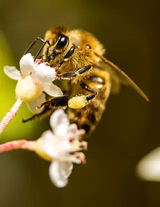 Las abejas 1st Grade Quiz | Quizizz