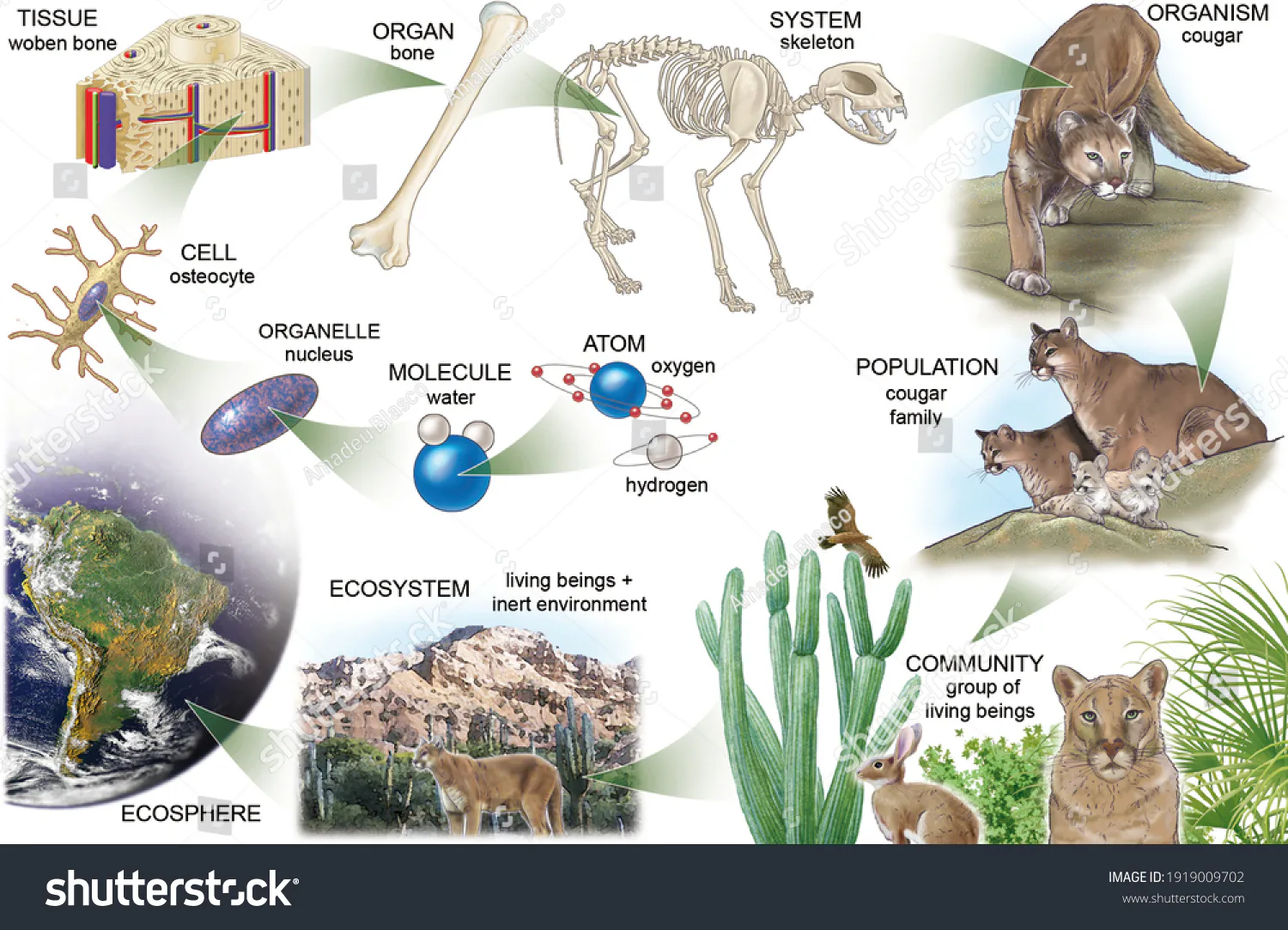 IB Biology Unity and Diversity Quiz - Biodiversity 11th Grade Quiz ...