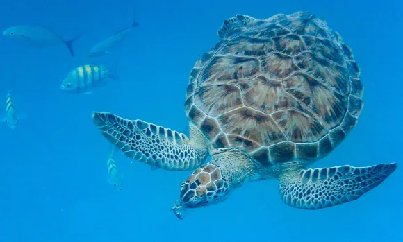 APES: Ch 11 Sustaining Aquatic Biodiversity 9th - 12th Grade Quiz ...