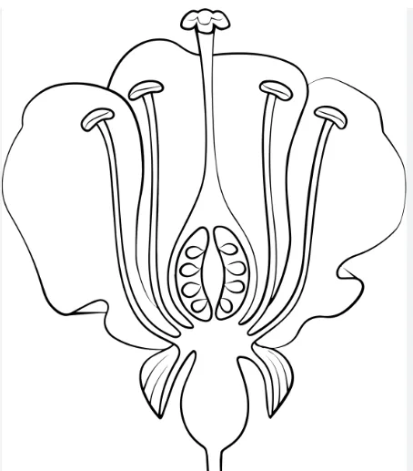 flower structure Quiz