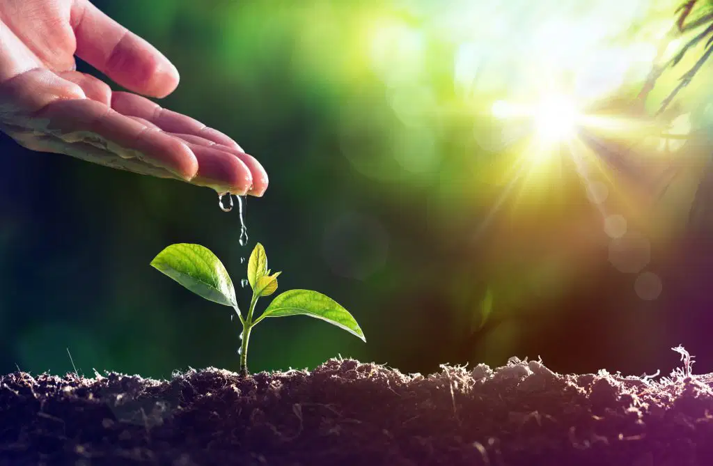 Partes de las plantas 4th Grade Quiz | Wayground