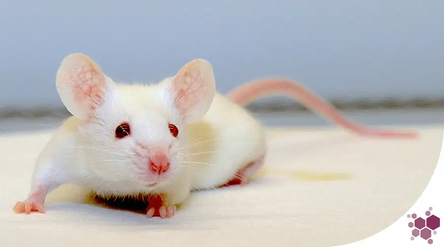 Vocabulary 8 - Mice 8th Grade Flashcard | Wayground (formerly Quizizz)