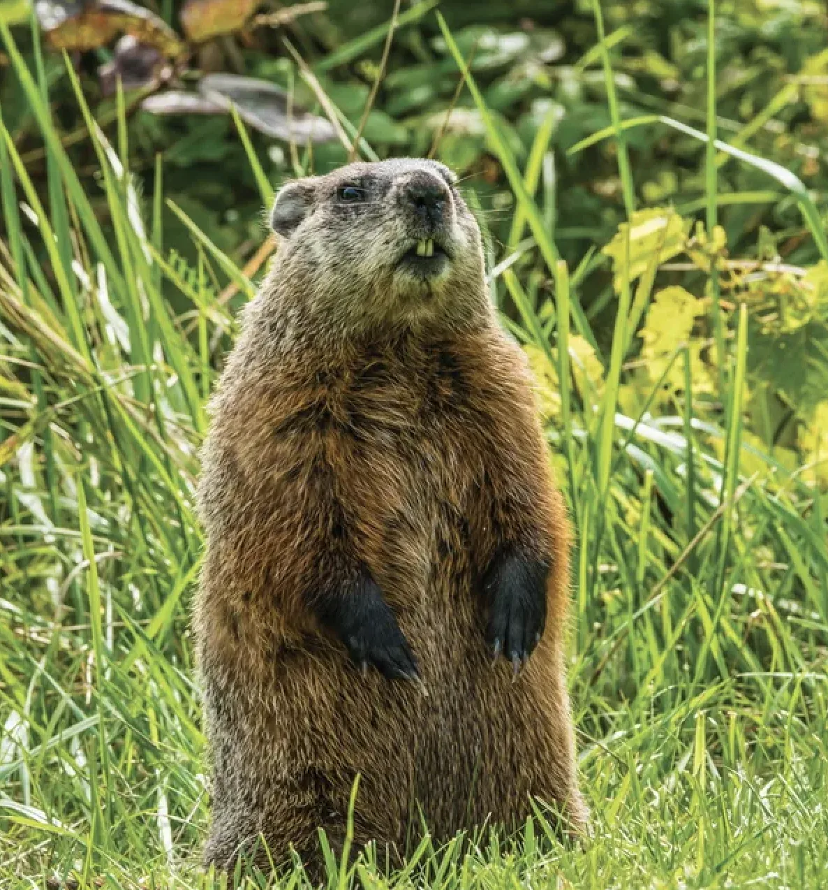 Shadows and the Earth's Rotation 5th Grade Flashcard | Wayground