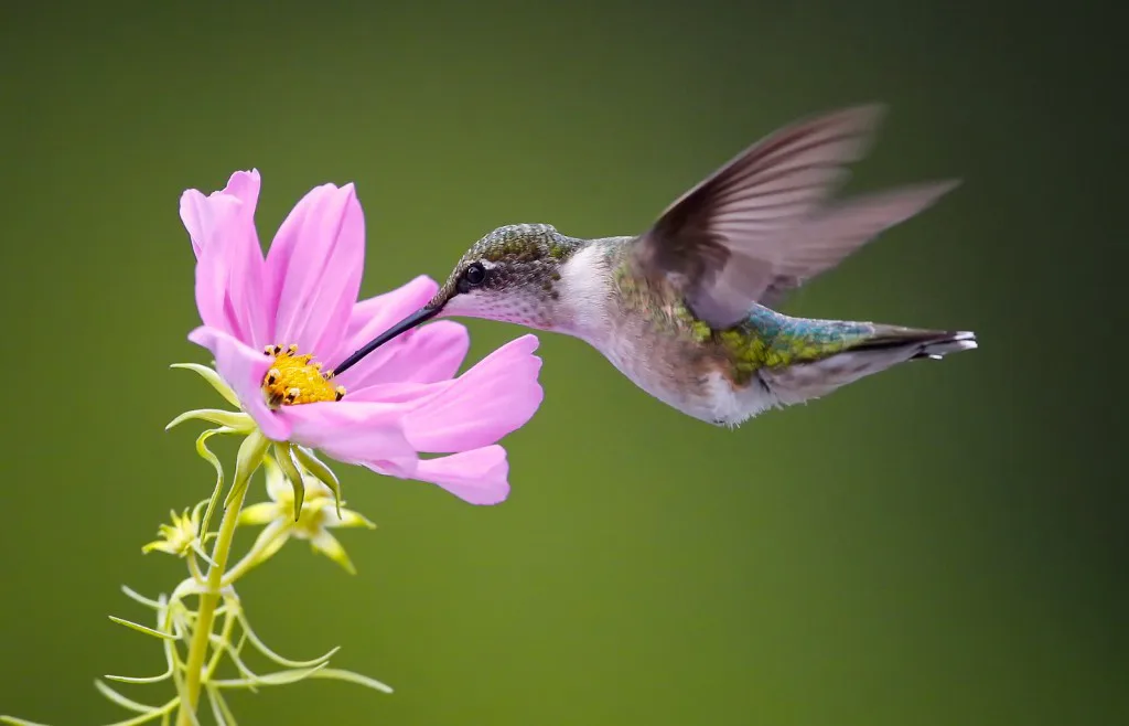 Pollination Assessment 2nd Grade Quiz | Wayground