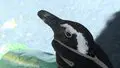CLEAN: Endangered African Penguins reveal plight of marine ecosystem ...