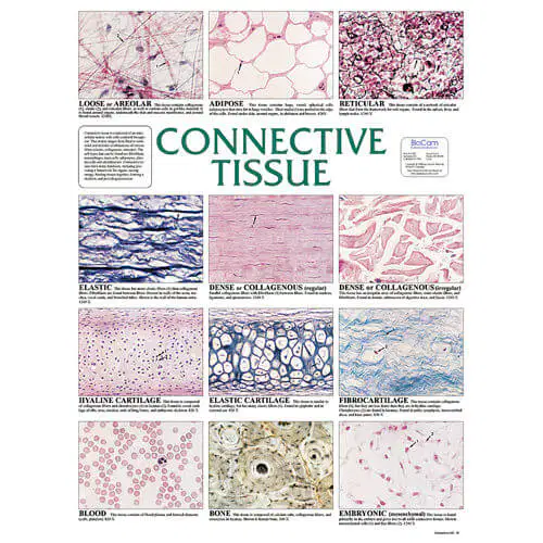 Practice Connective Tissue & Histology Questions Flashcards