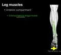 Anterior compartment leg muscles Video